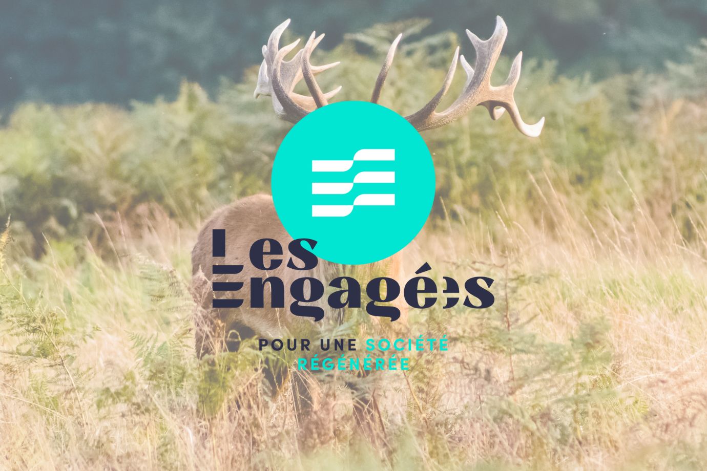 Voter pour une chasse plus durable en Wallonie : Les réponses des ...